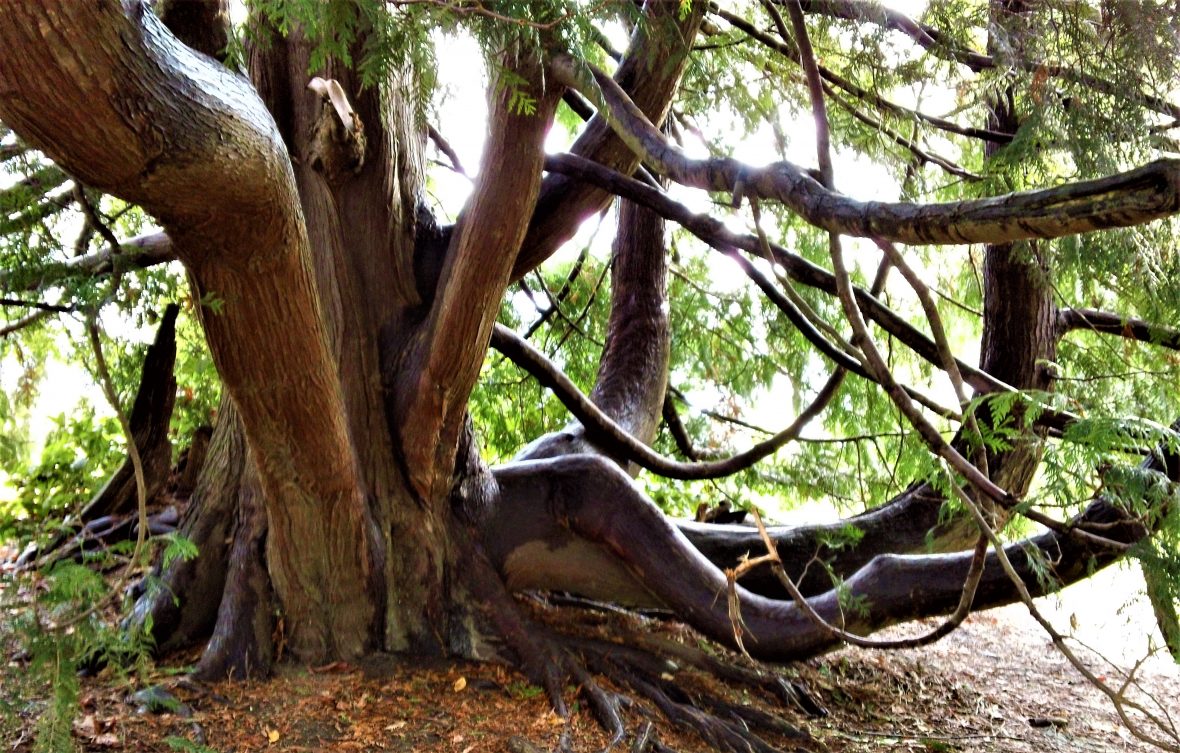 Sidheag MacLeod – Sidheag MacLeod